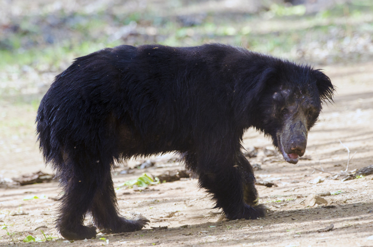 Assessment of population status and habitat quality for Conservation of ...